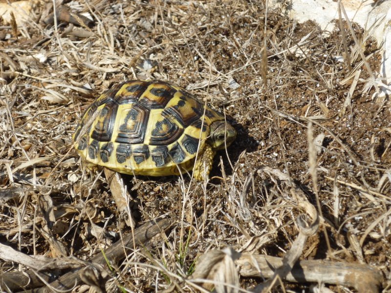 Animal care in Menorca
