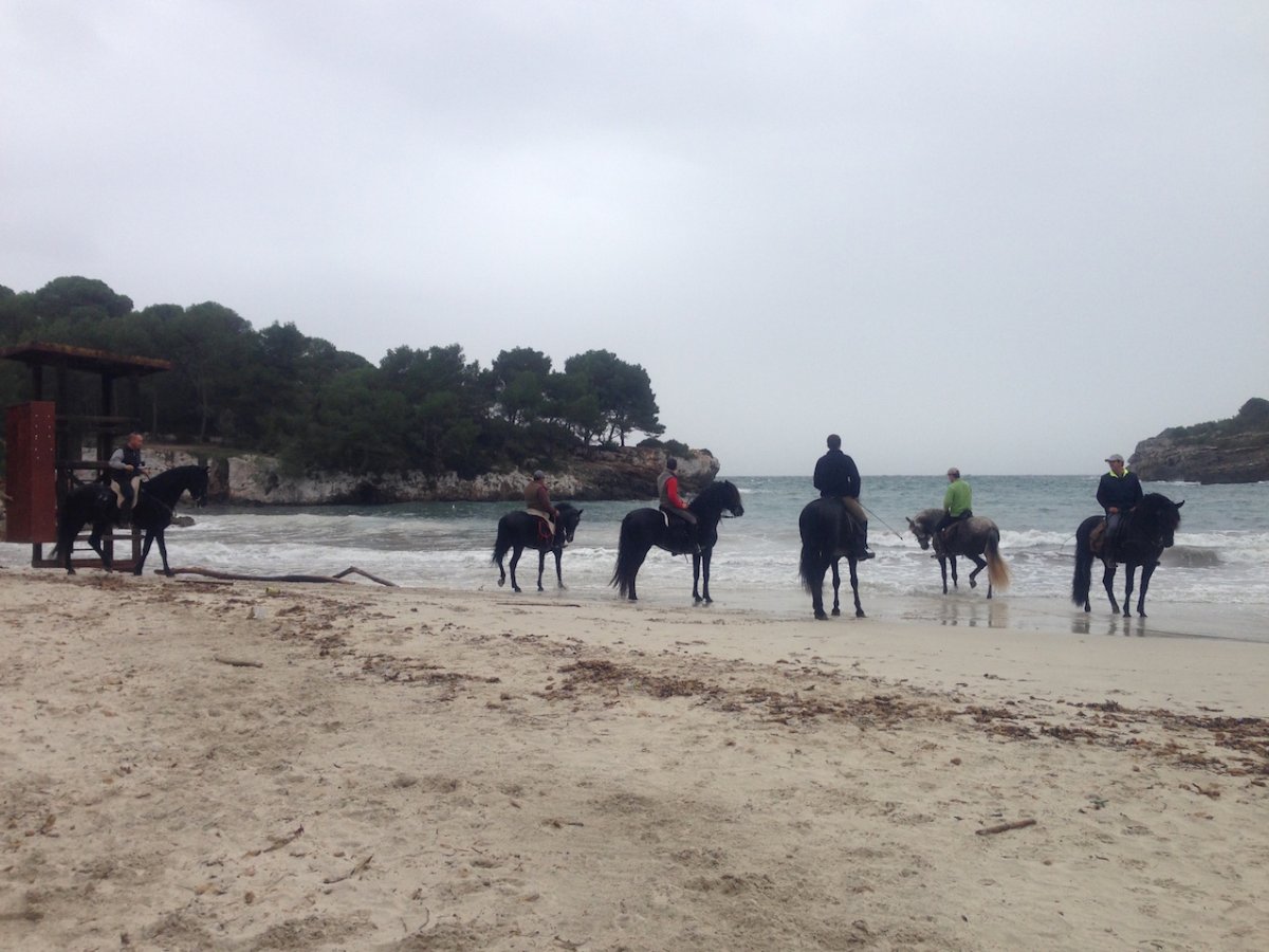 Animal care in Menorca